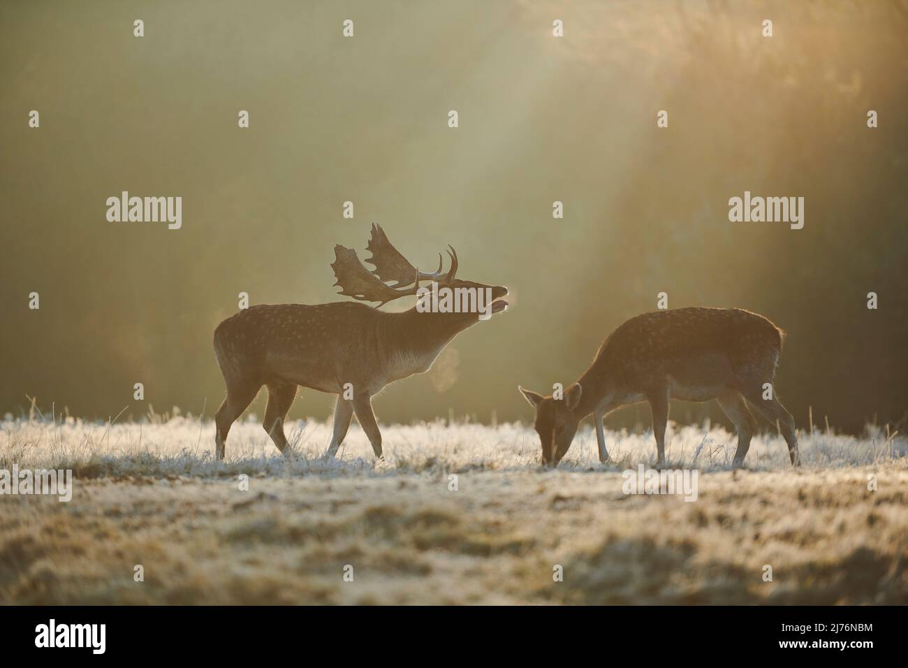 Fallow deer (Dama dama), clearing, meadow, standing Stock Photo - Alamy