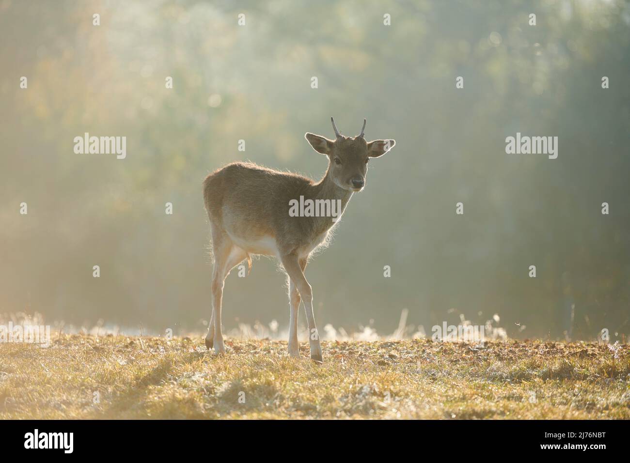 Fallow deer (Dama dama), clearing, meadow, standing, view camera Stock ...