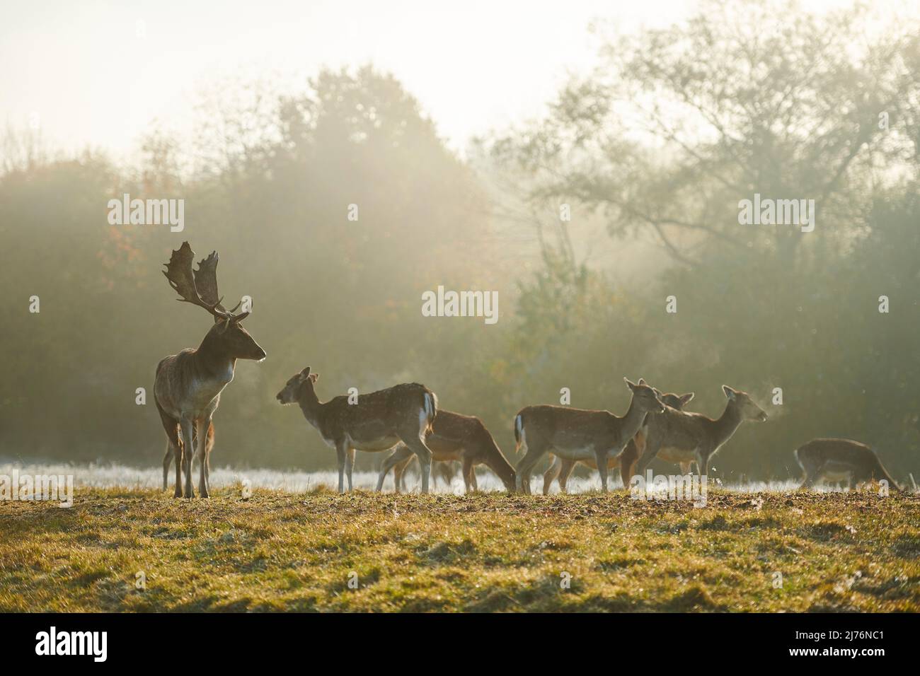 Fallow deer (Dama dama), clearing, meadow, standing Stock Photo - Alamy