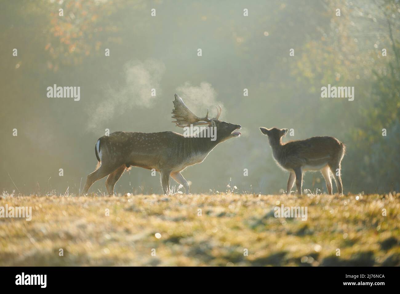 Fallow deer (Dama dama), clearing, meadow, standing Stock Photo - Alamy