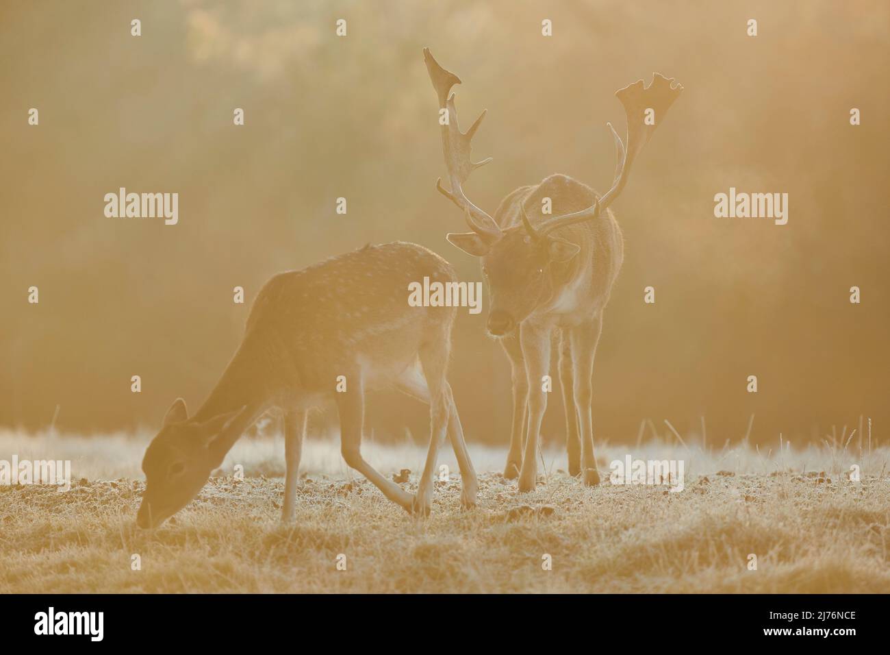 Fallow deer (Dama dama), clearing, meadow, standing Stock Photo - Alamy