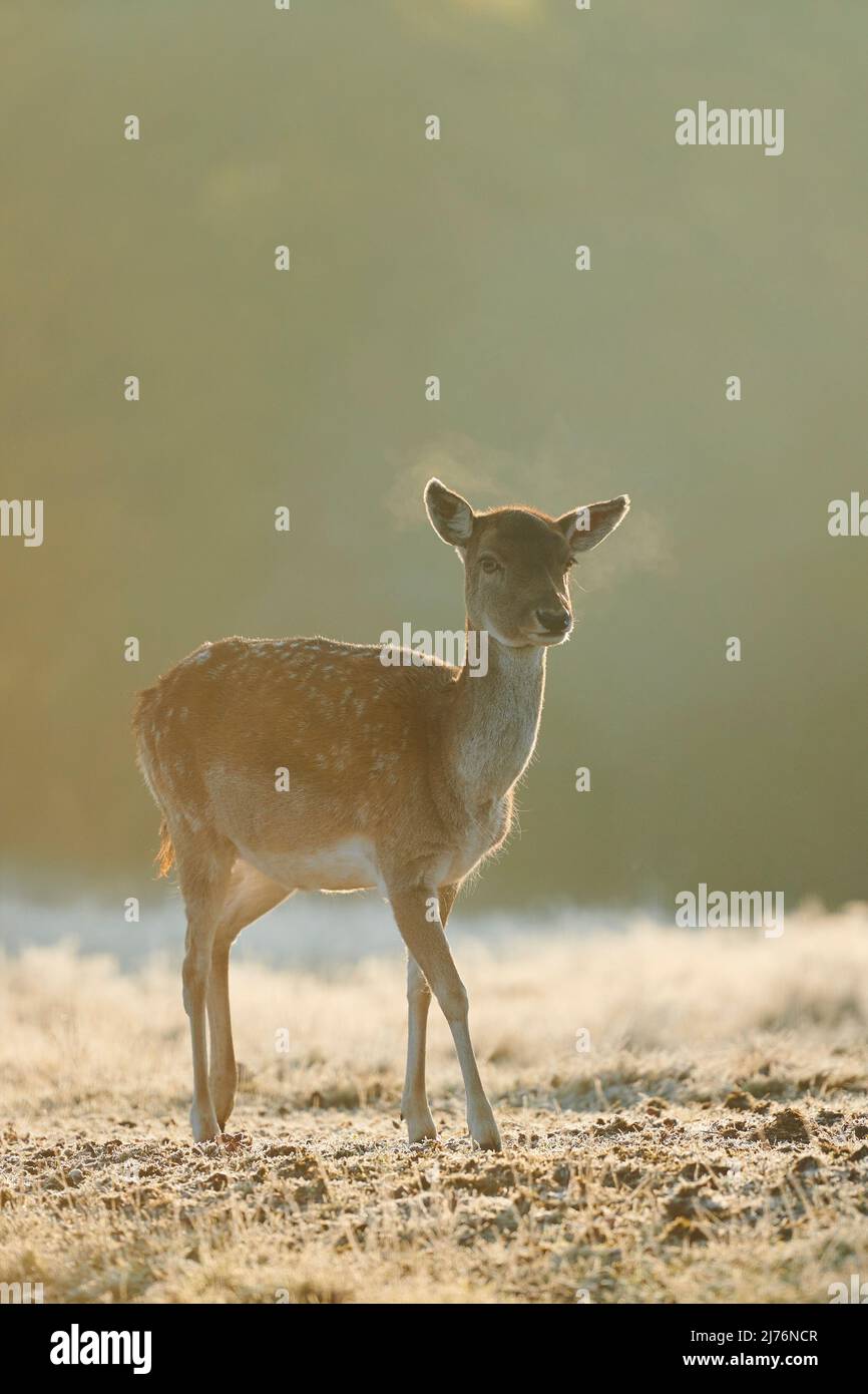 Fallow deer (Dama dama), clearing, meadow, standing, view camera Stock ...