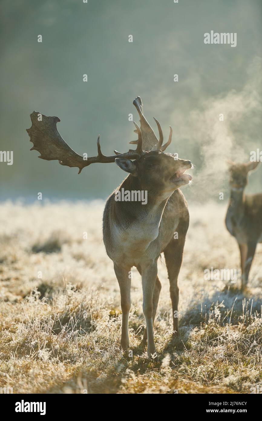 Fallow deer (Dama dama), clearing, meadow, standing Stock Photo - Alamy