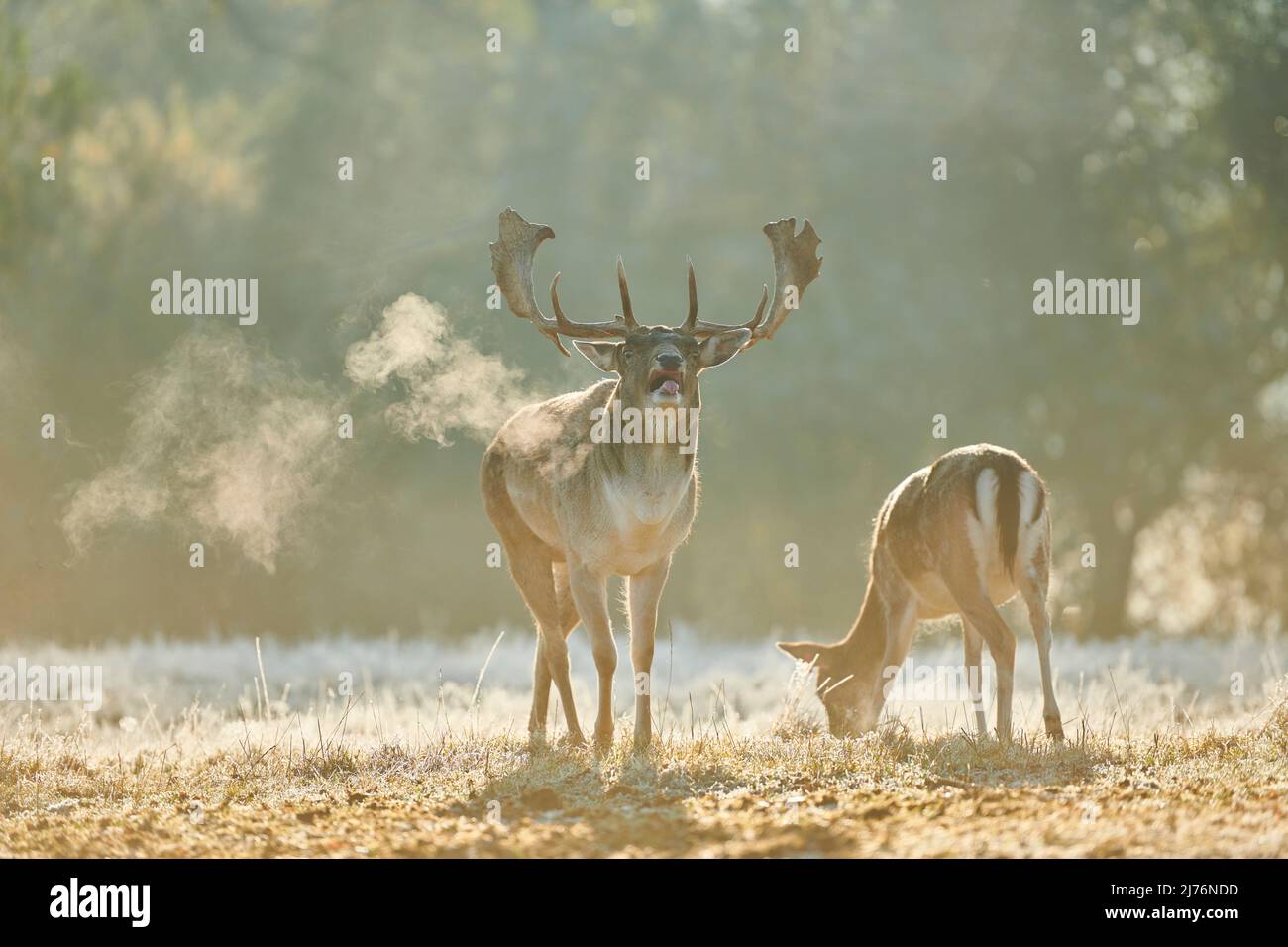 Fallow deer (Dama dama), clearing, meadow, standing Stock Photo - Alamy