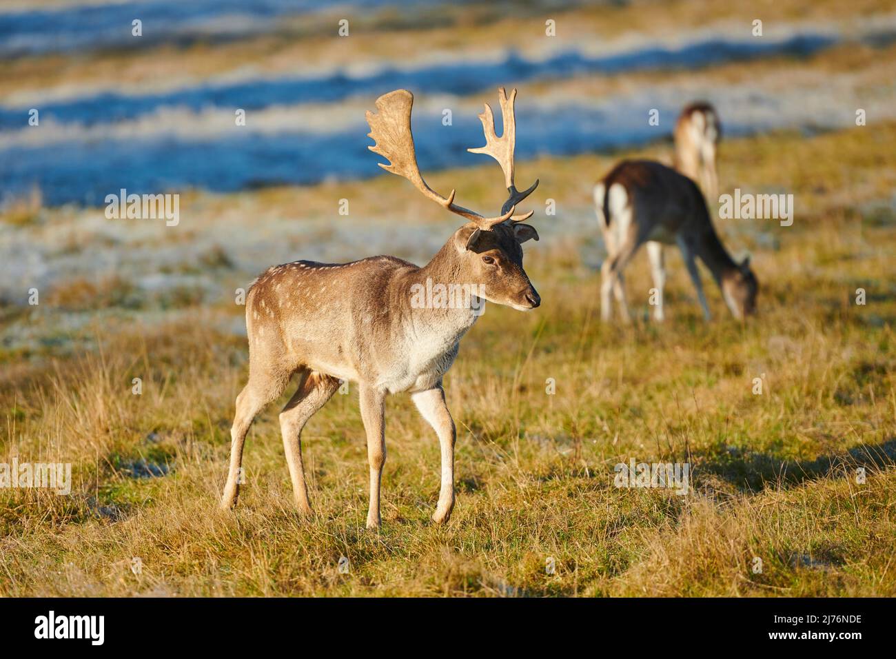Fallow deer (Dama dama), clearing, meadow, standing Stock Photo - Alamy