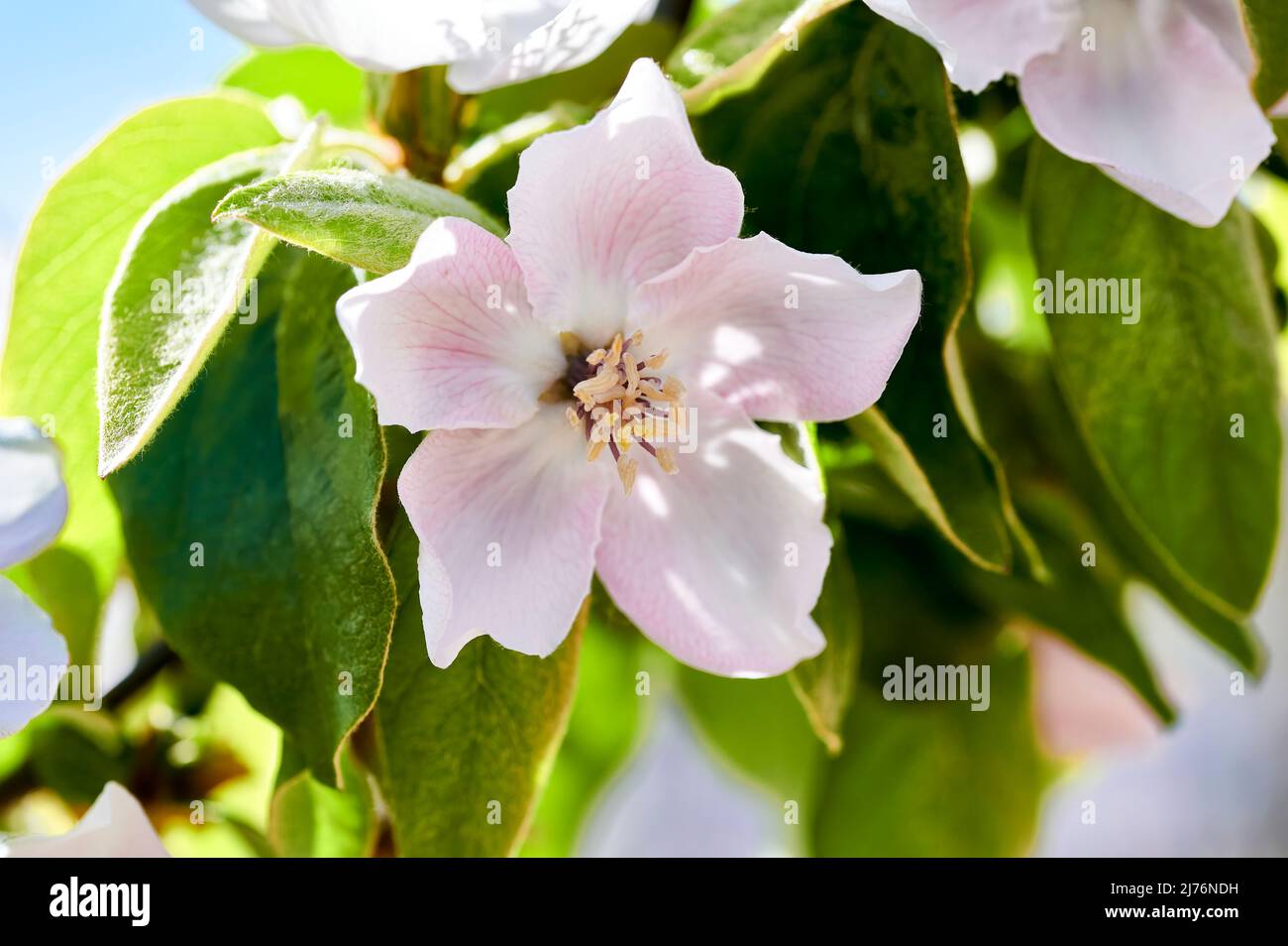 Corolla flower hi-res stock photography and images - Alamy