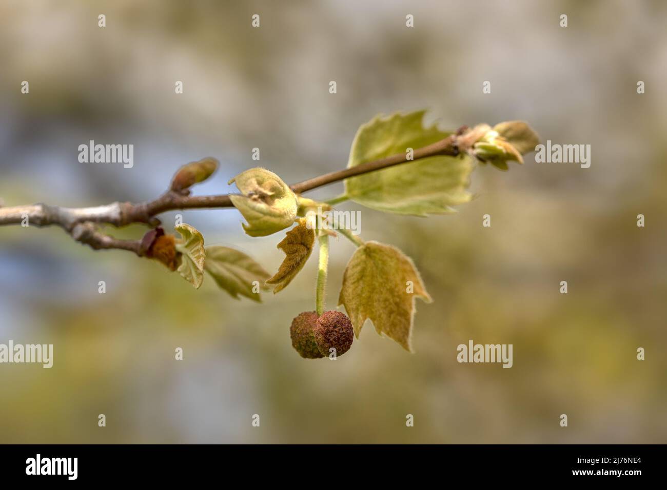 Closeup of fruits and new growth of London Plane Tree (Platanus x ...