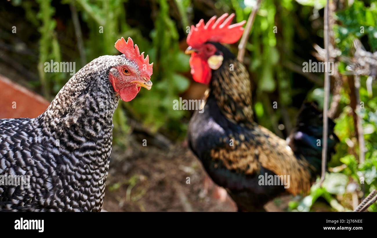 Black and white hen with a pissed off face walking through the field ...