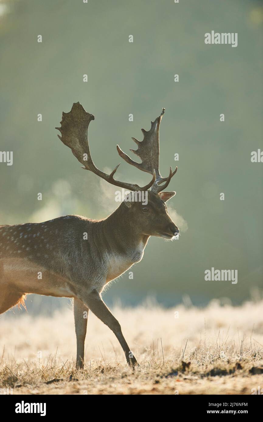 Fallow deer (Dama dama), clearing, meadow, standing Stock Photo - Alamy