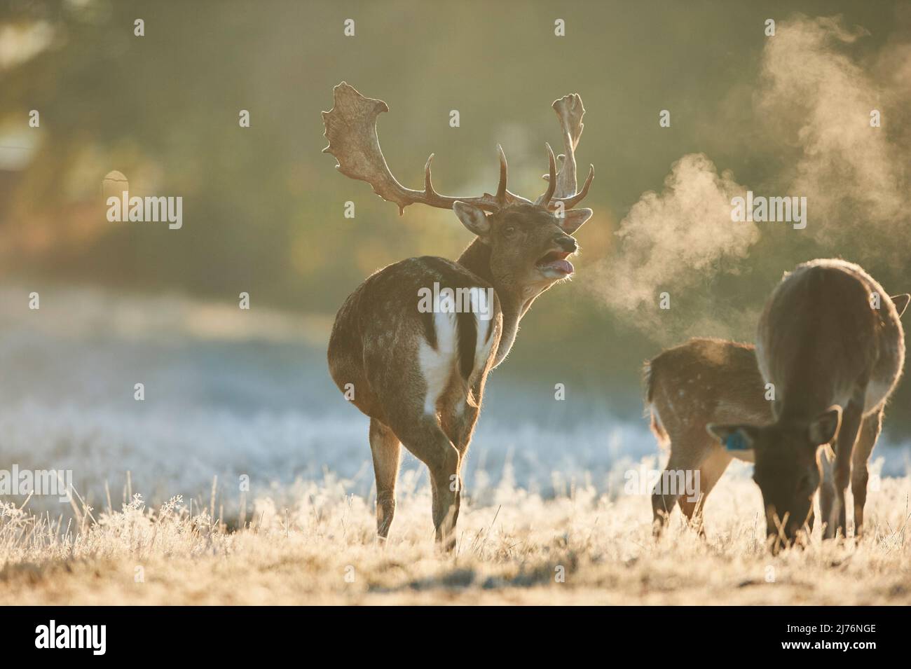Fallow deer (Dama dama), clearing, meadow, standing, view camera Stock ...