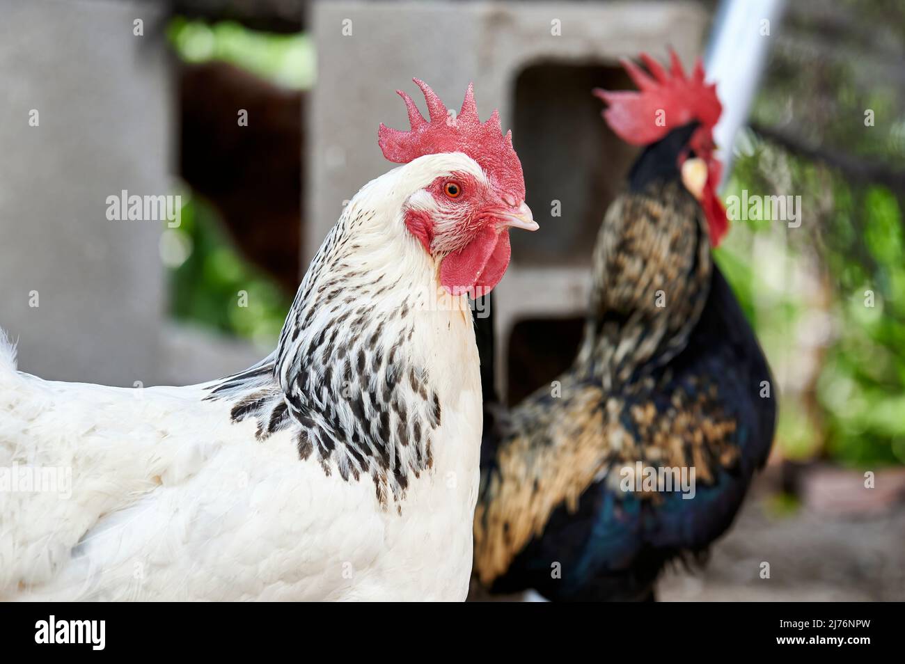 Portrait of a white hen in her pen with a rooster behind Stock Photo ...