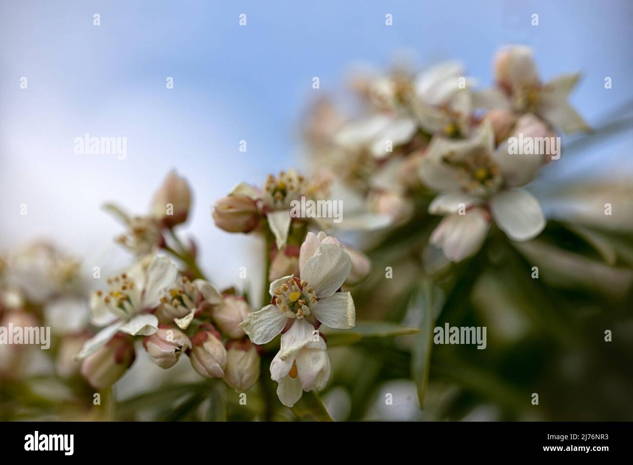 Closeup of flowers of Choisya x dewitteana 'Aztec pearl' in a garden in ...