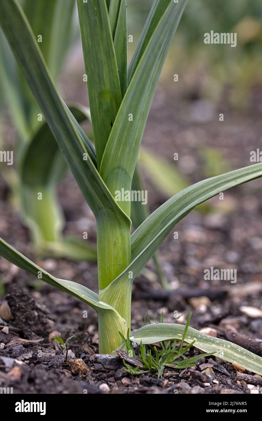 Elephant Garlic Flower