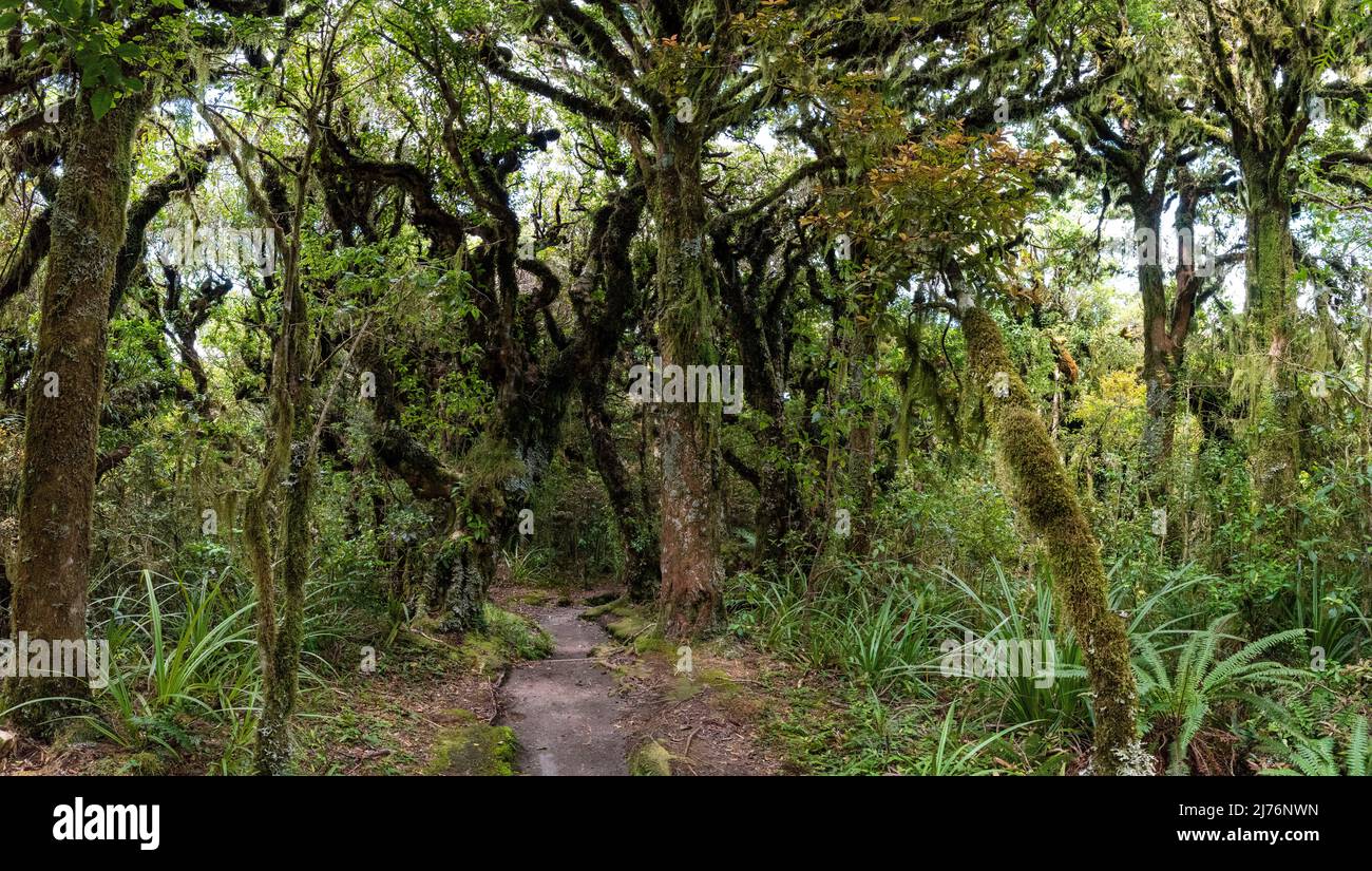 Rainforest near Mt. Taranaki in Egmont National Park, North Island of ...