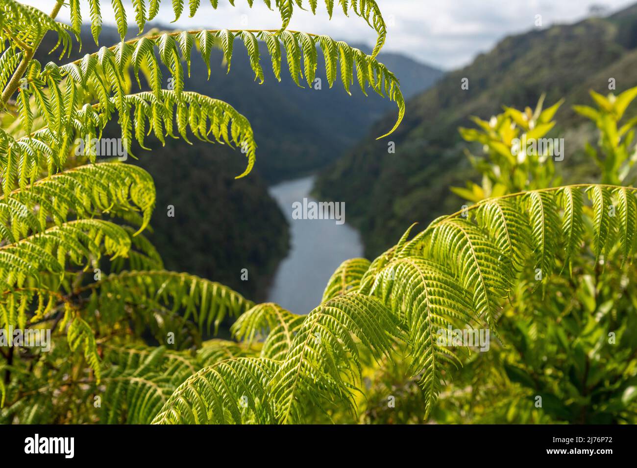 Tour on untouched Whanganui river and through surrounding jungle, North ...
