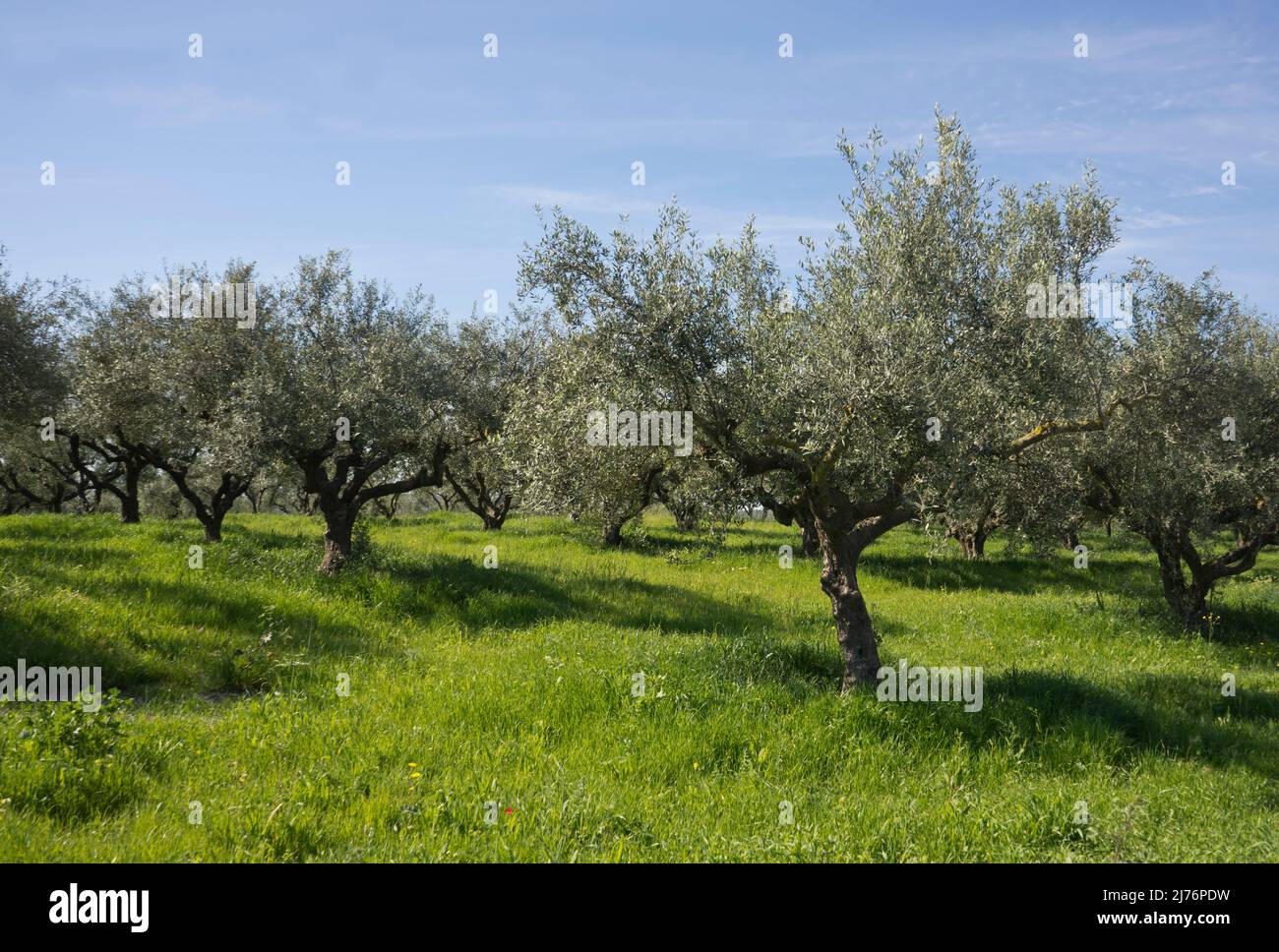 Olive trees near Kalamata in the Peloponnese, Greece,Europe Stock Photo ...