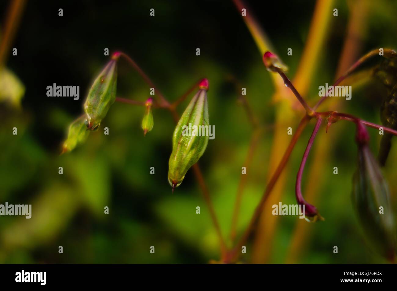strange looking wild flower seed pods with a natural green background ...