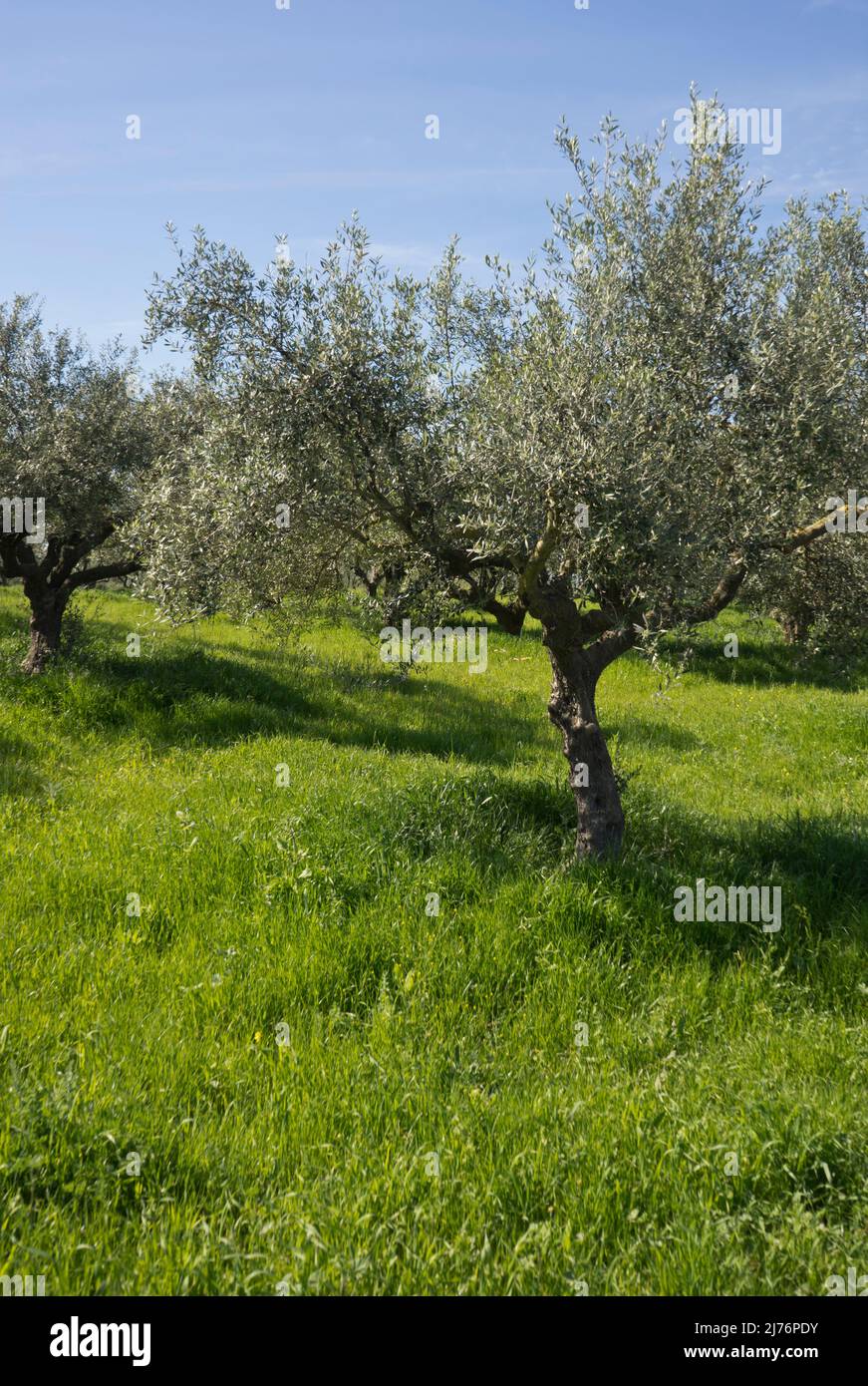 Olive trees near Kalamata in the Peloponnese, Greece,Europe Stock Photo ...