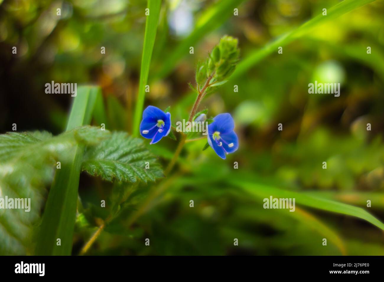 two Germander Speedwell (Veronica chamaedrys) flowers isolated on a ...