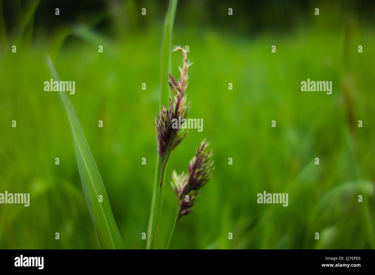two wild grass seed heads isolated on a natural green background Stock ...