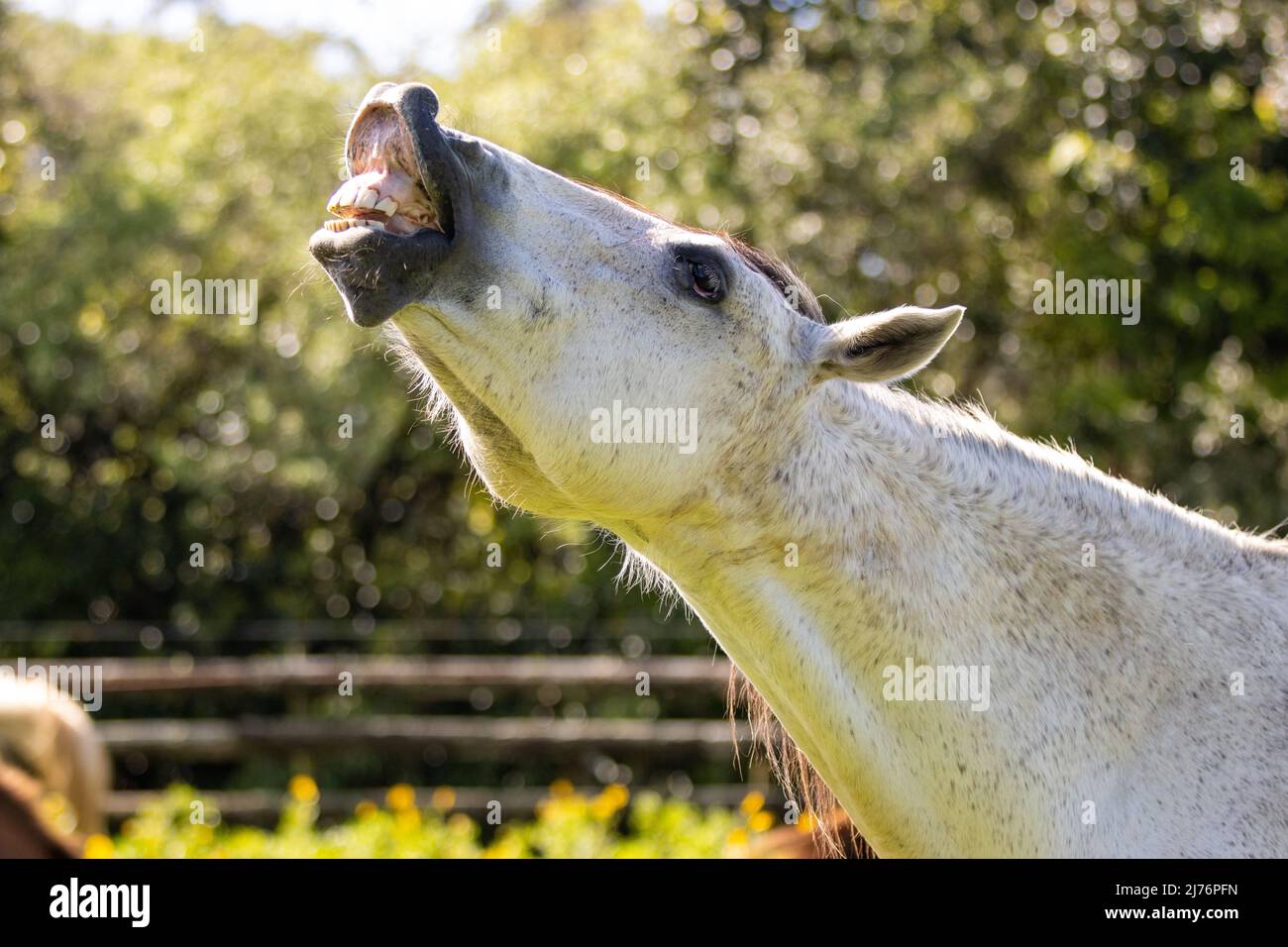 Horse photography, outdoors, happy animals on a flower field having fun ...