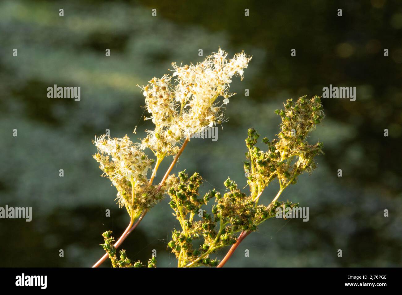 white Autumn flowers with a natural green background Stock Photo - Alamy