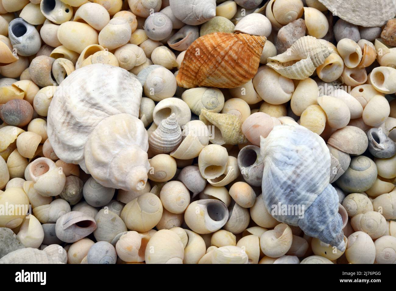 Shells at the beach Stock Photo - Alamy