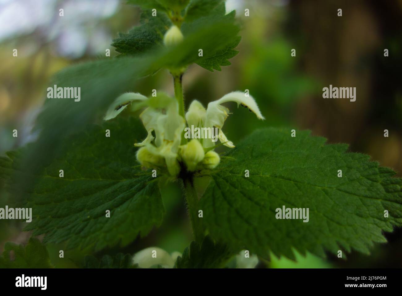 Dead garden weed isolated hi-res stock photography and images - Alamy