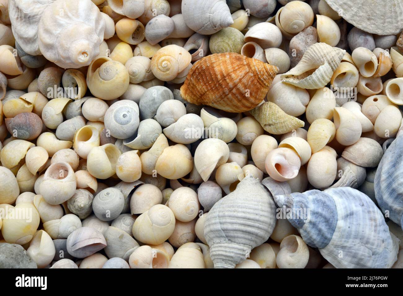 Shells at the beach Stock Photo - Alamy