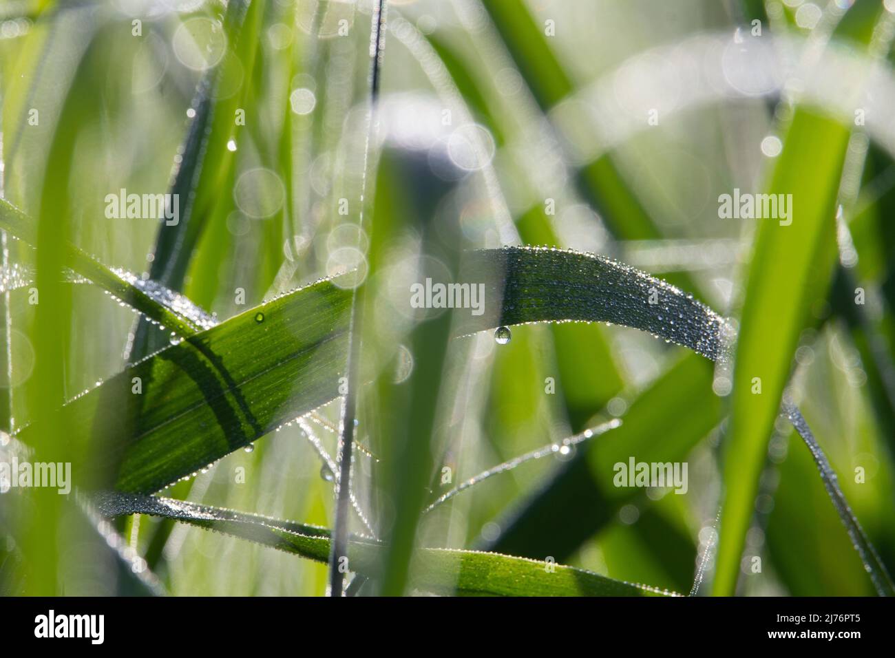 wide bladed grass with dew sparkling in the morning light Stock Photo ...