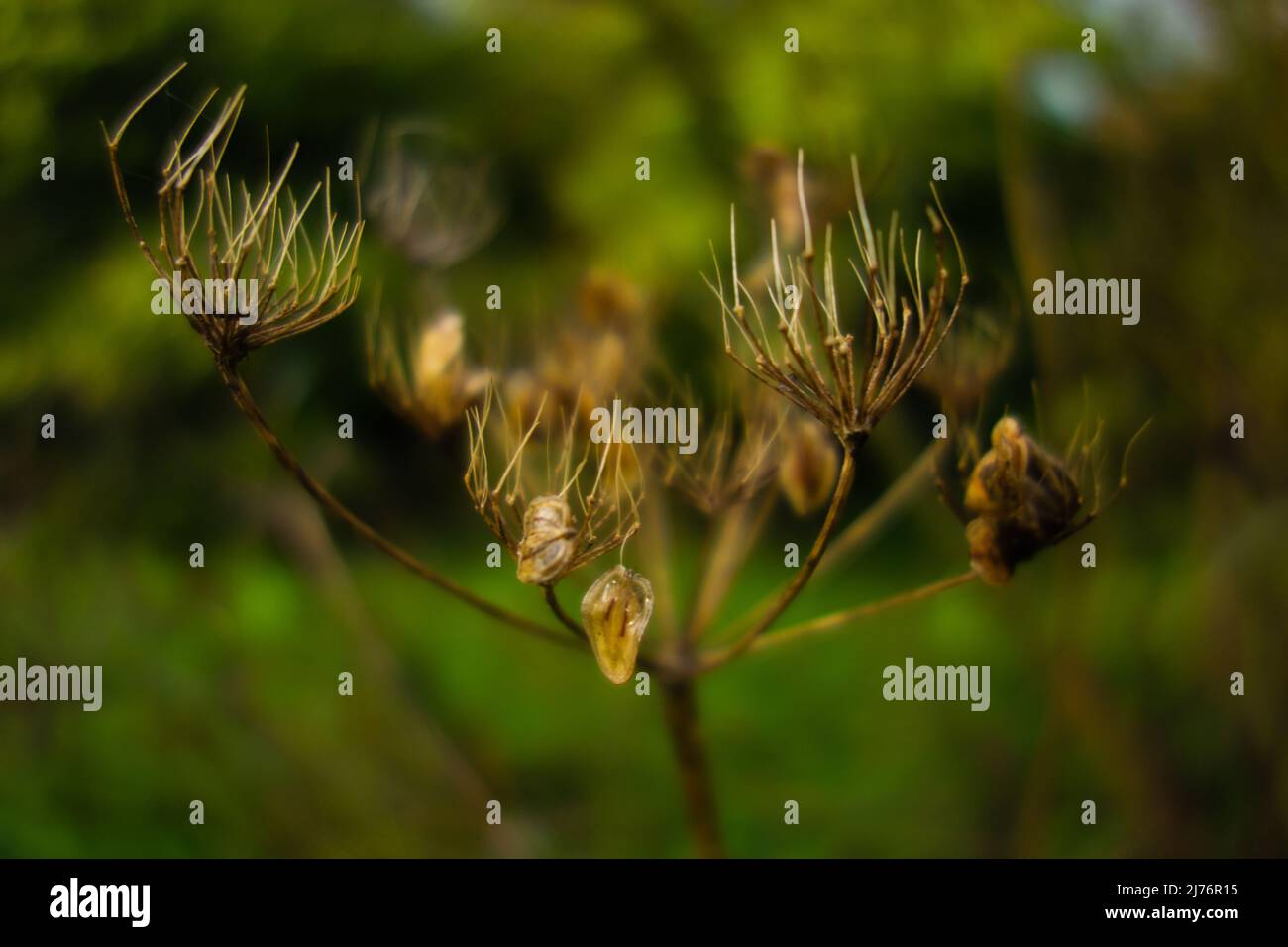 wild flower seed head and seeds with a natural green background Stock ...
