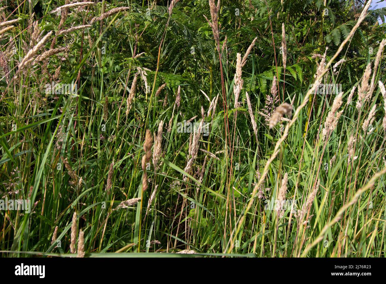 wild grass in the hedge row with wild flowers Stock Photo - Alamy