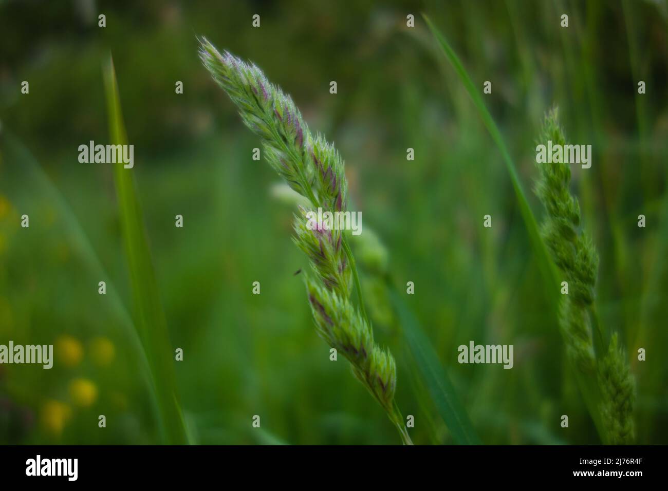 wild grass seed heads isolated on a natural green background Stock ...