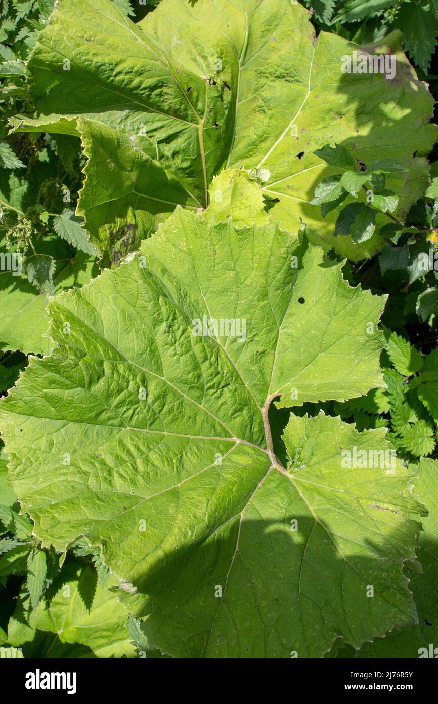 Wild Rhubarb Weed