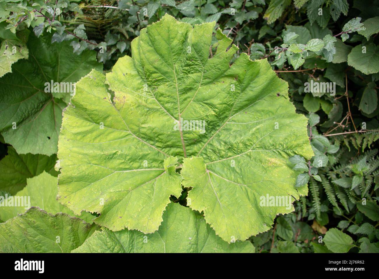 Wild rhubarb or butterbur (Petasites vulgaris) on a natural green hedge ...