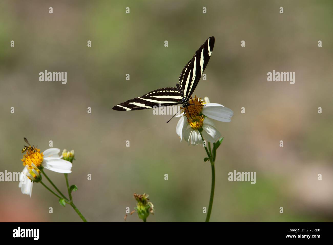 Zebra Heliconian (Heliconius charithonia) Zebra Heliconian feeding from ...