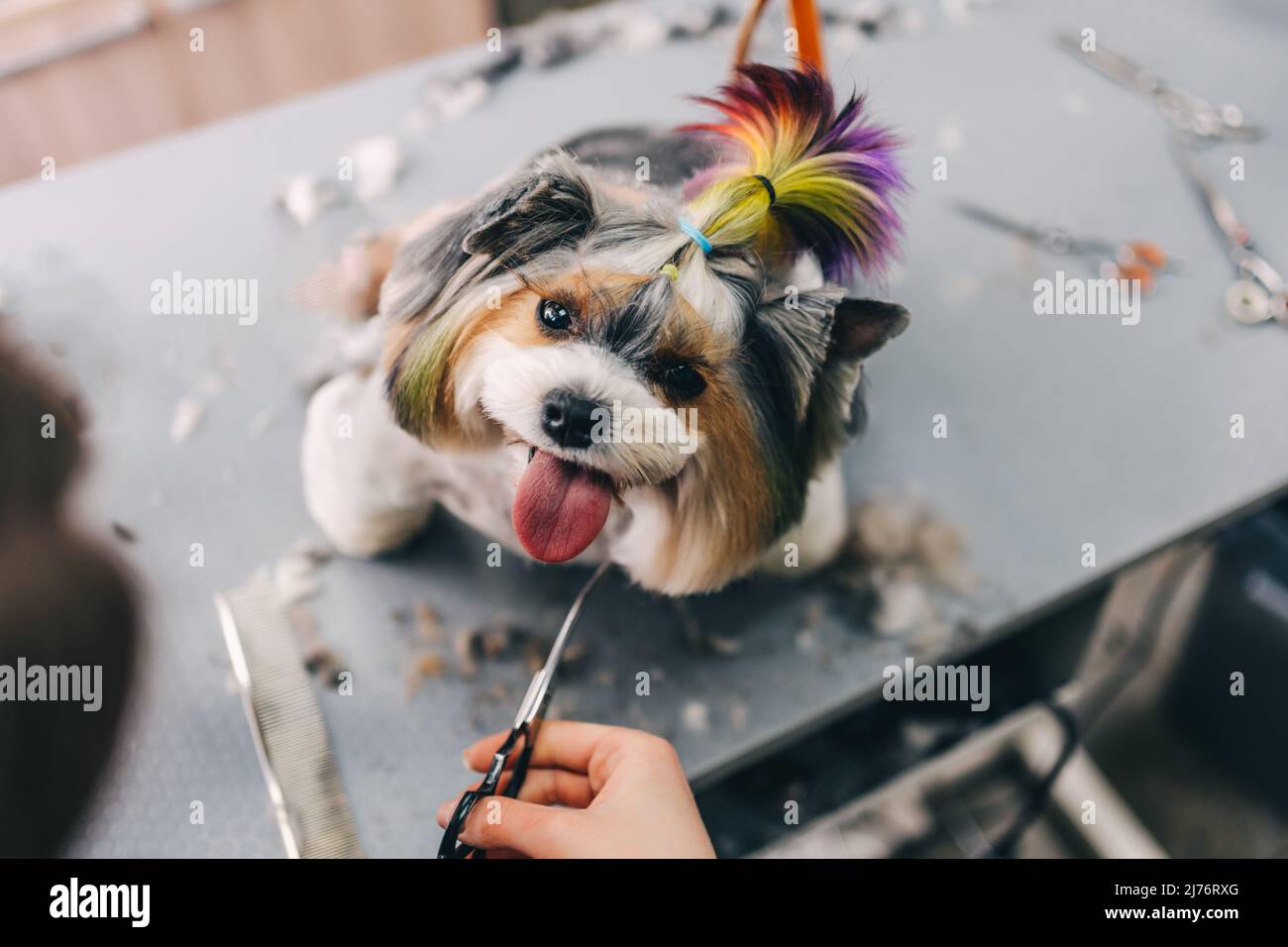 Funny dog gets a haircut in the grooming salon Stock Photo - Alamy