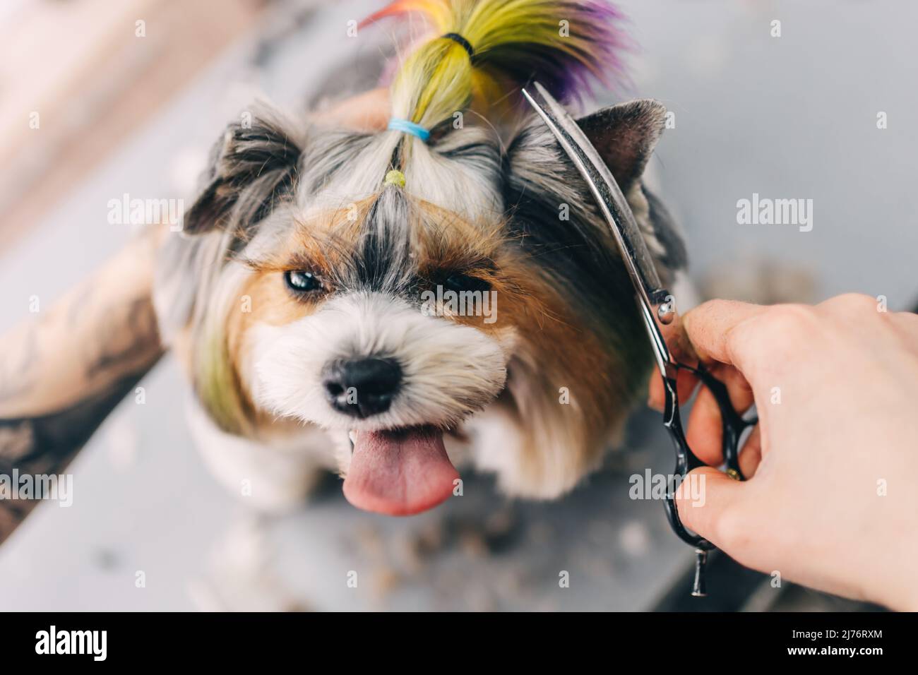 Funny dog gets a haircut in the grooming salon Stock Photo - Alamy