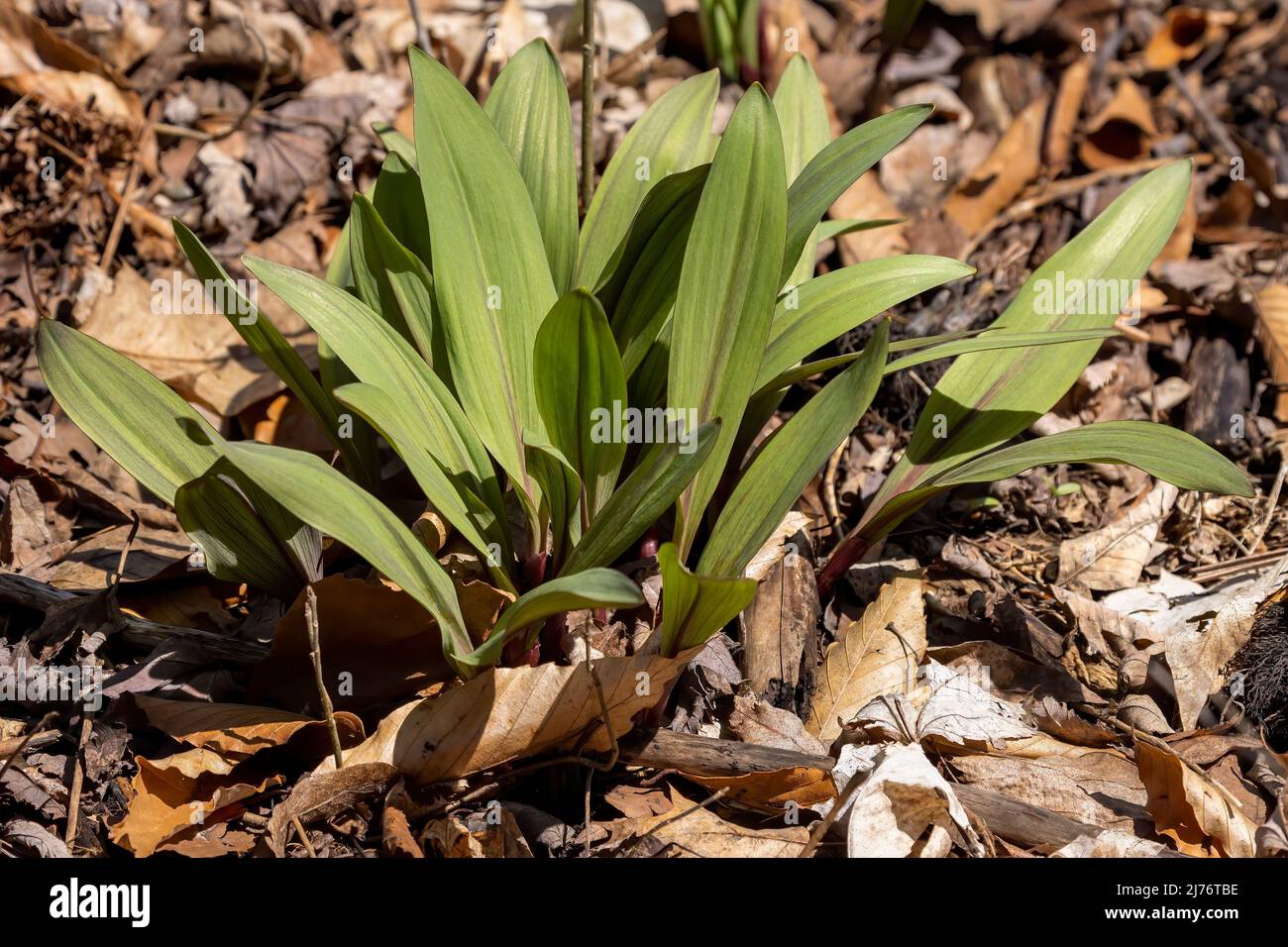 Wild Ramps - wild garlic ( Allium tricoccum), commonly known as ramp ...