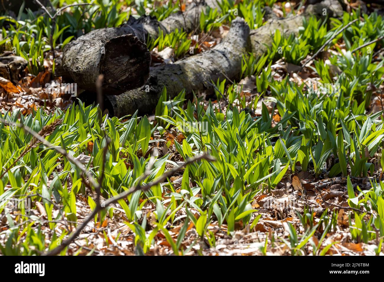 Wild Ramps - wild garlic ( Allium tricoccum), commonly known as ramp ...