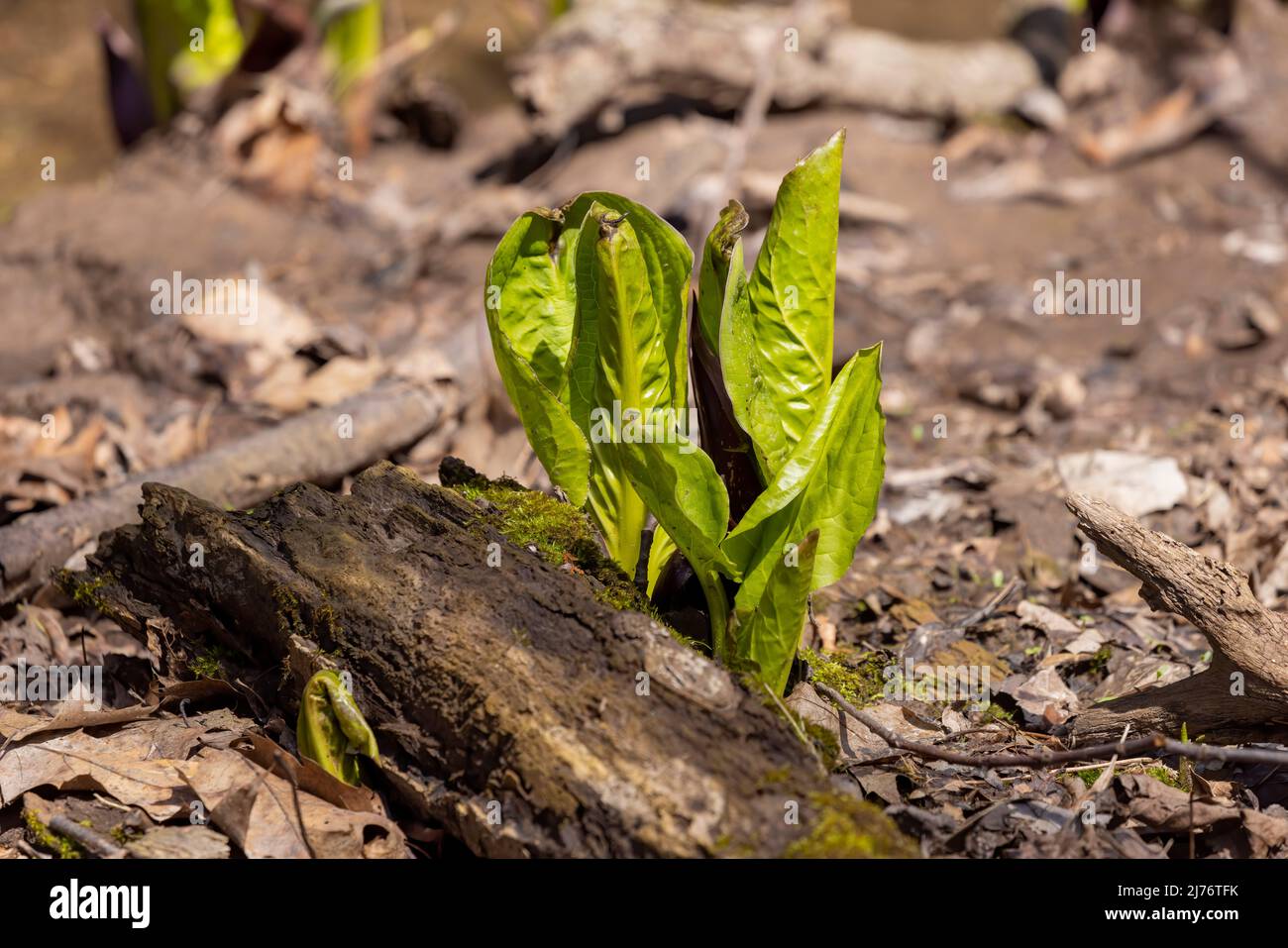 Skunk cabbage (Symplocarpus foetidus) is one of the first native plants ...