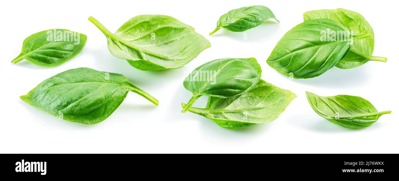 Set of fresh green basil leaves isolated on white background Stock ...