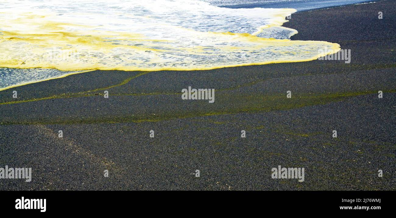 Closeup of isolated white sea foam wave on black lava sand beach, wavy ...