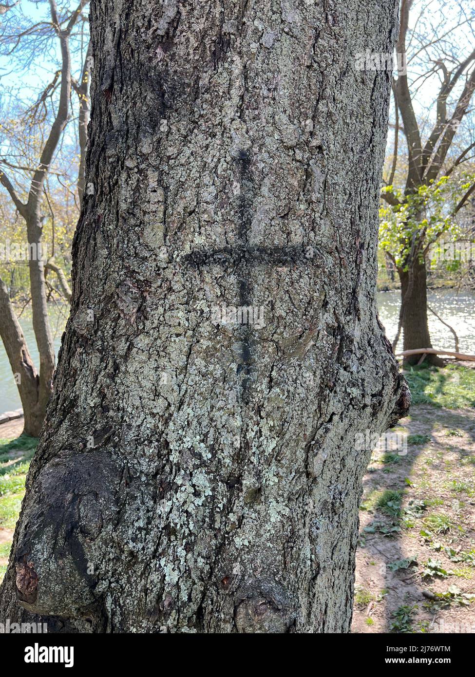 Sign of the Cross on a tree in Prospect Park, Brooklyn, New York Stock ...