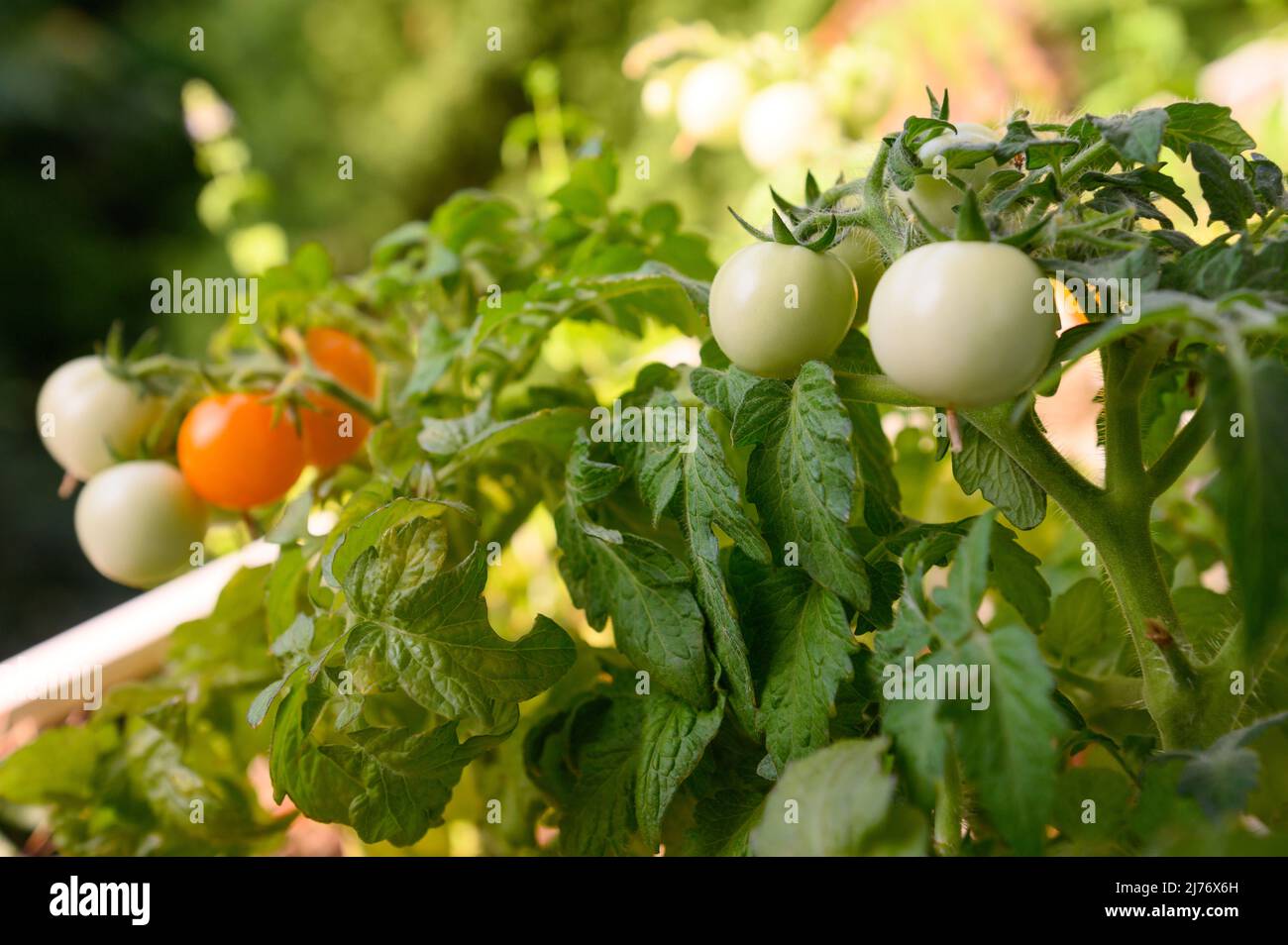 A harvest of tomatoes grown outside the window of an apartment on the ...