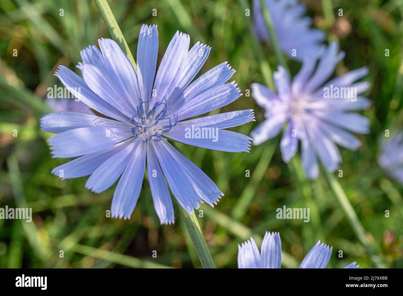 Chicory plant in blossom. Beautiful blue flowers close up. Nature ...