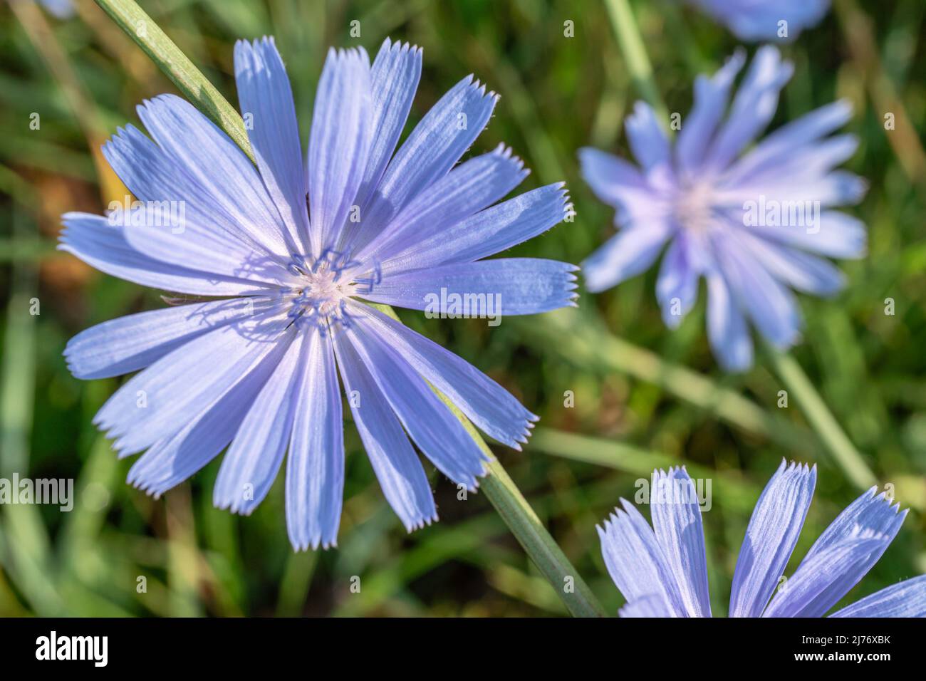 Chicory plant in blossom. Beautiful blue flowers close up. Nature ...
