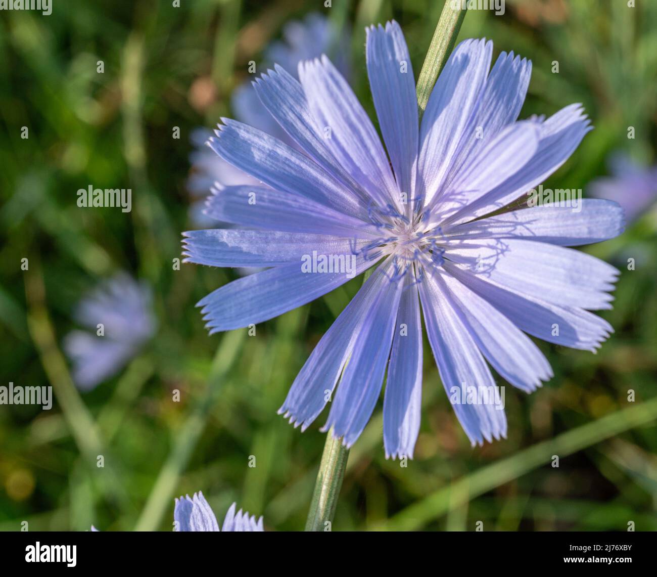 Chicory plant in blossom. Beautiful blue flowers close up. Nature ...