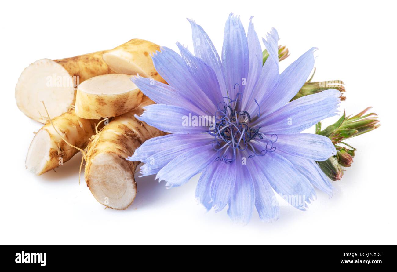 Chicory flowers and roots close up on the white background Stock Photo ...