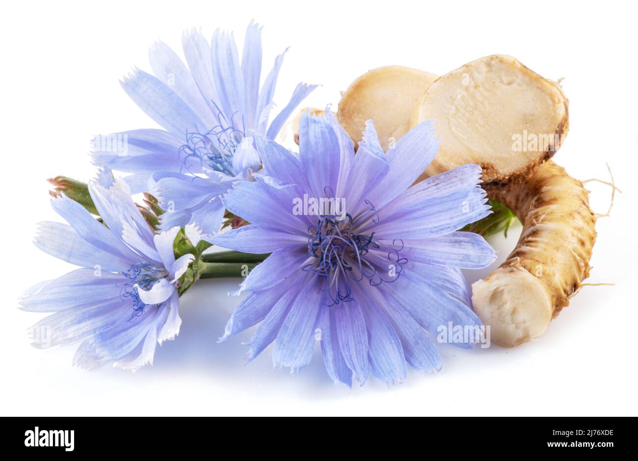 Chicory flowers and roots close up on the white background Stock Photo ...